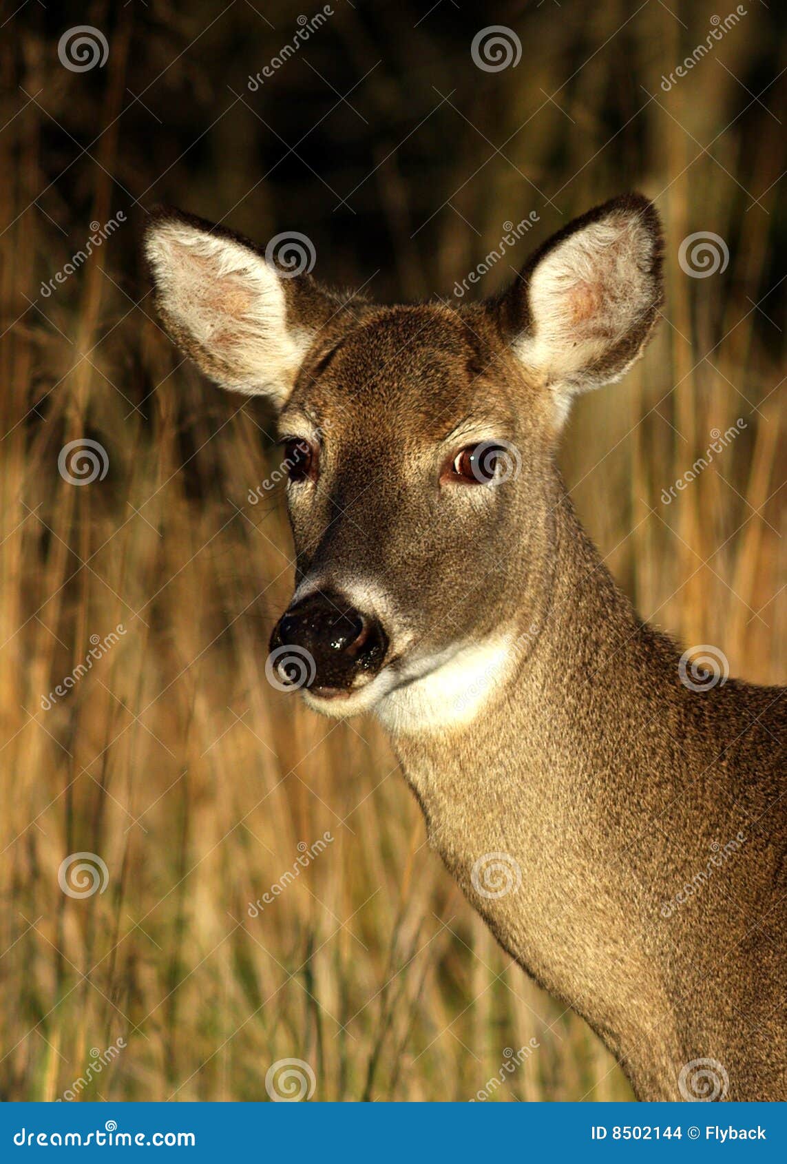Doe: Back Off Buddy stock photo. Image of innocent, nature - 8502144