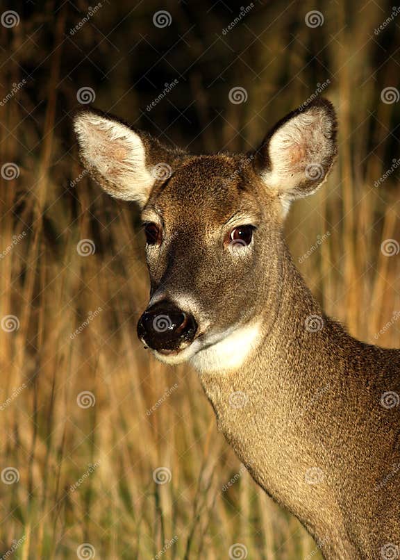 Doe: Back Off Buddy stock photo. Image of innocent, nature - 8502144