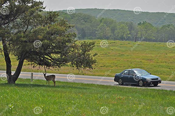 Doe and Car, Shenandoah stock photo. Image of hike, beautiful - 22700172