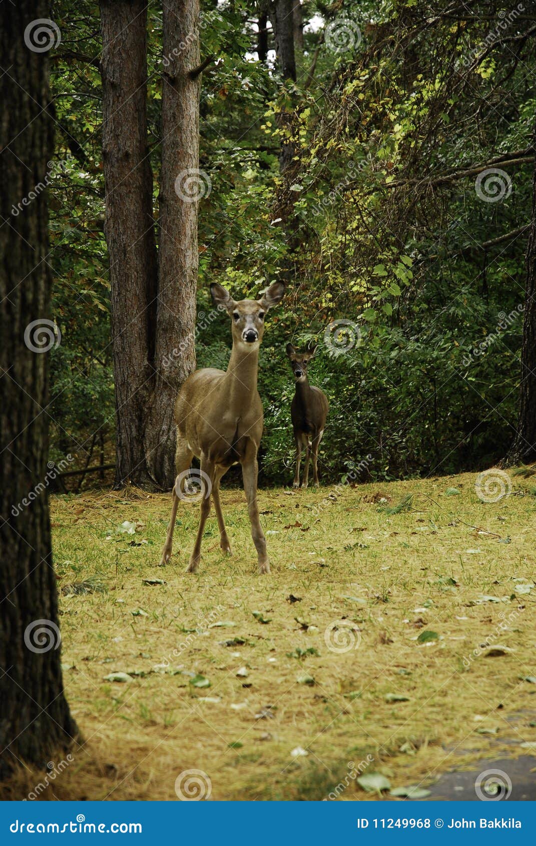Doe, a Deer. stock photo. Image of deer, whitetail, pine - 11249968