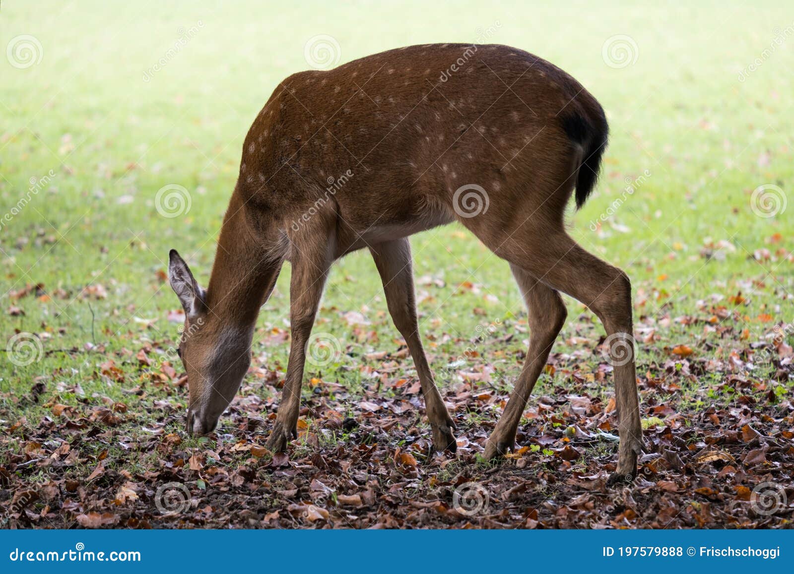 Doe Deer Eating Grass, Autumn Stock Photo - Image of population ...