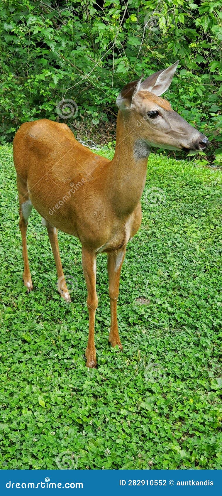 Doe a Deer a Mamma Deer stock photo. Image of mamma - 282910552