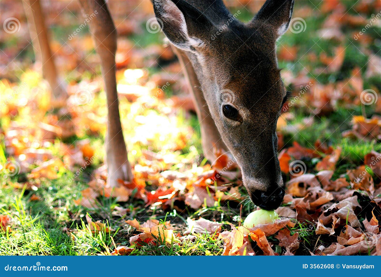 Doe Eating an Apple stock photo. Image of wildlife, female - 3562608