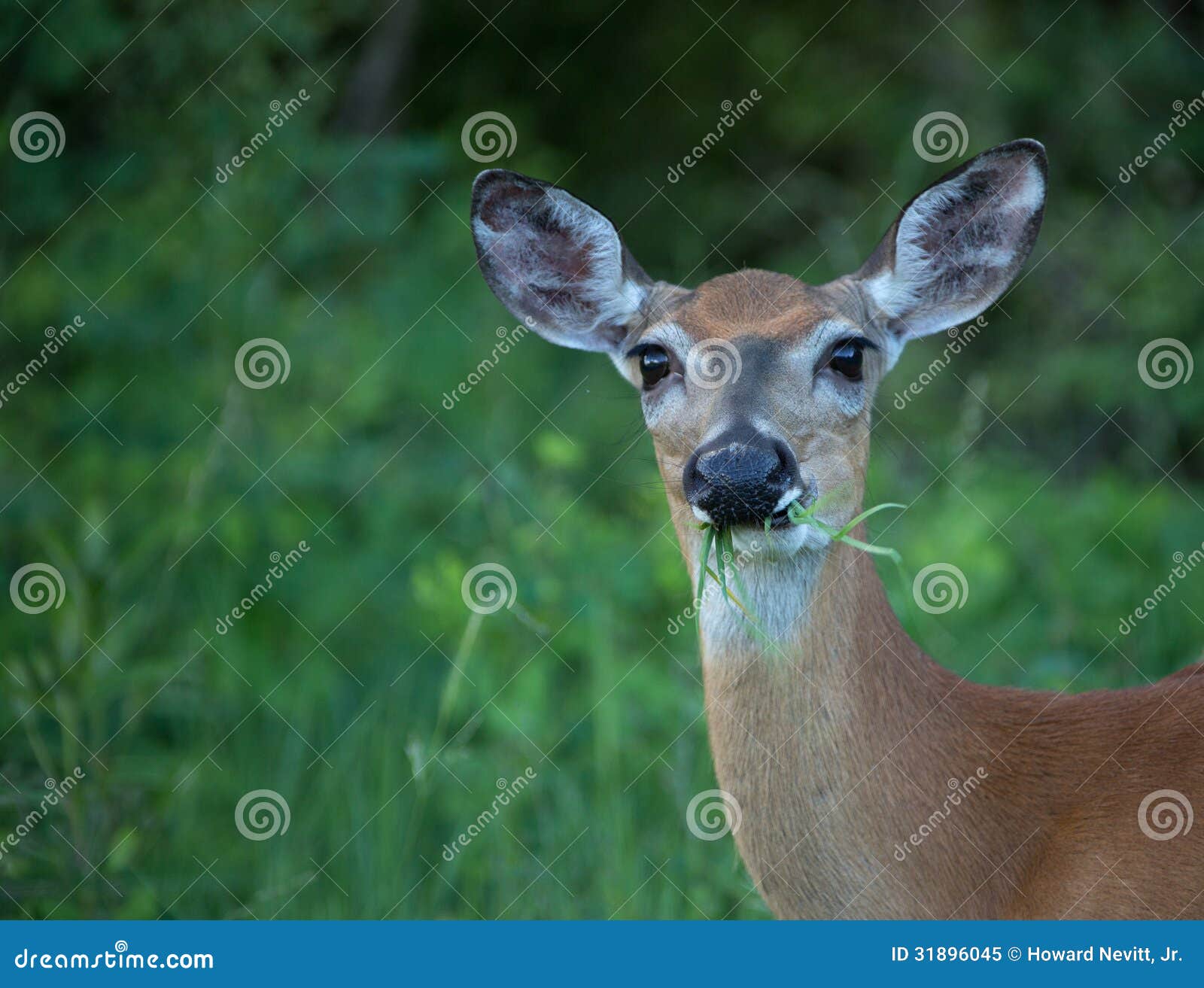 Doe eating grease stock image. Image of cute, white, tailed - 31896045