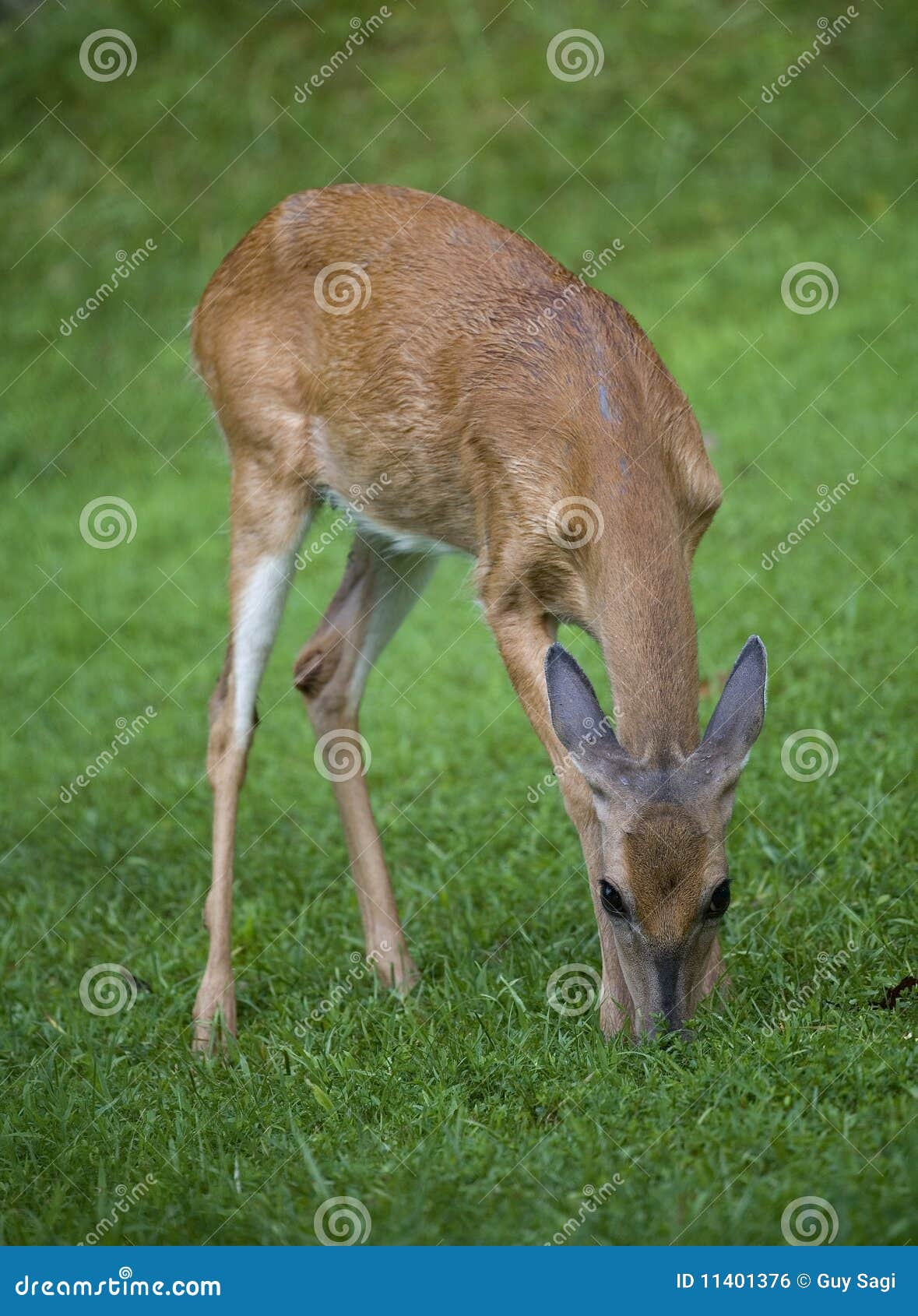Doe eating in the rain stock photo. Image of whitetail - 11401376