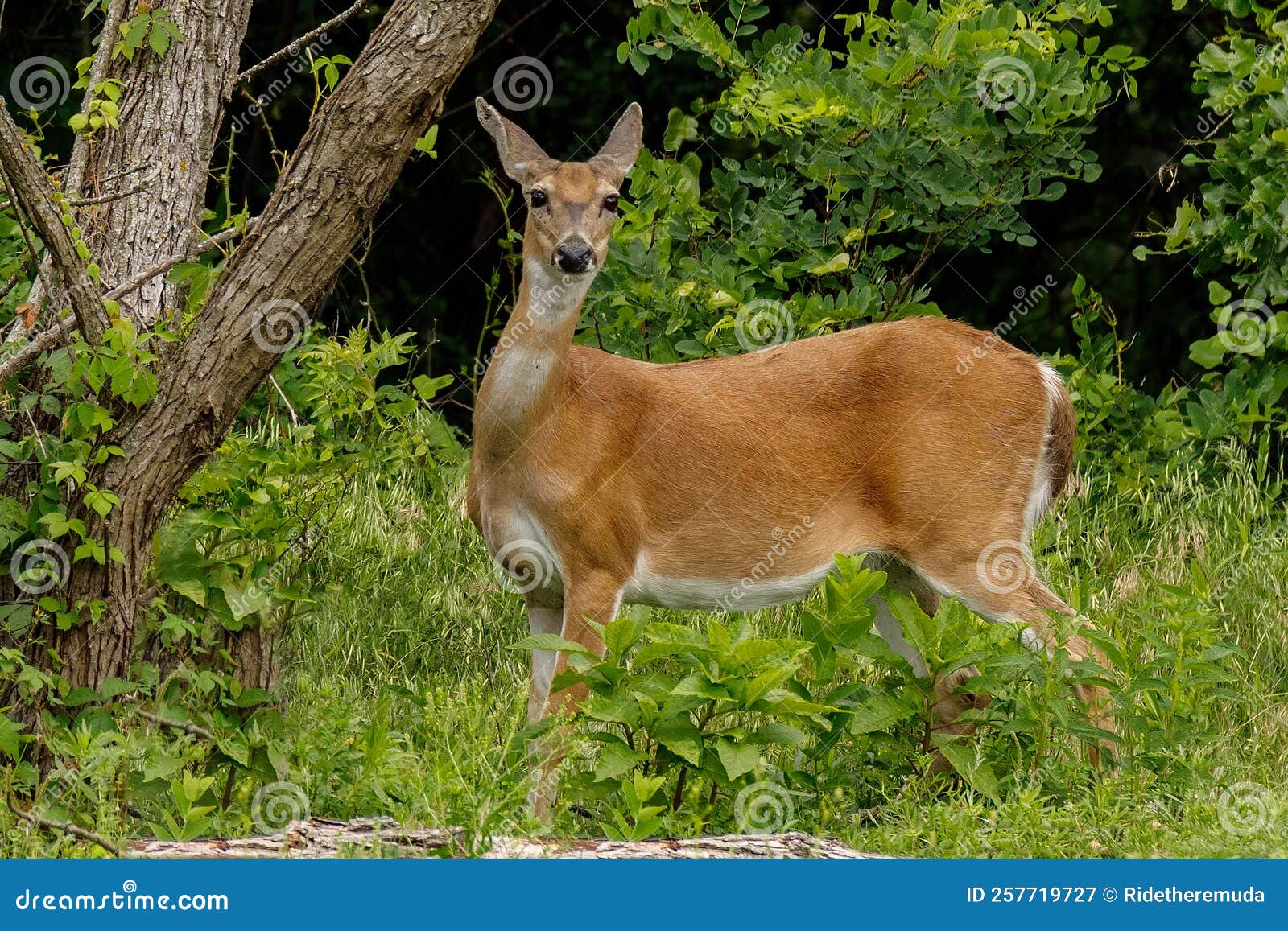 Doe being alert stock image. Image of people, nature - 257719727