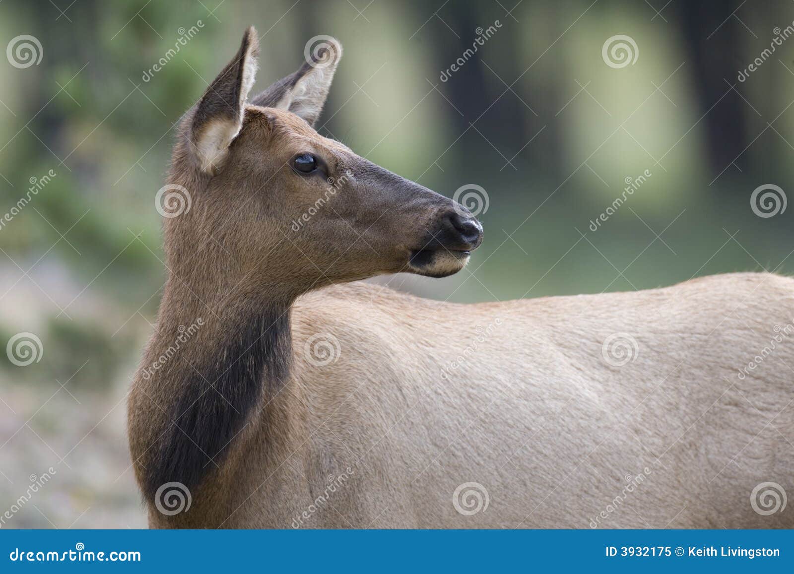 Doe Elk stock image. Image of female, nature, scenic, mountains - 3932175