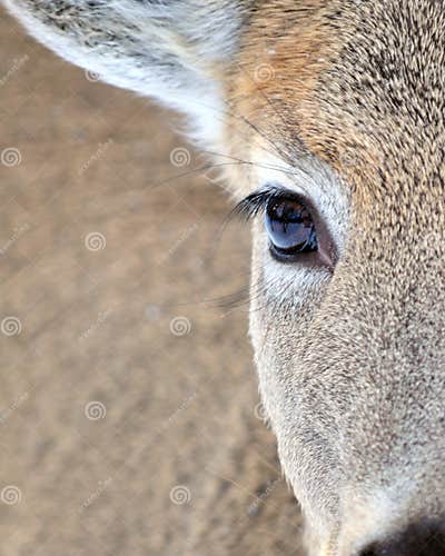 Doe Eye stock photo. Image of mammal, fauna, eyes, animal - 12863518