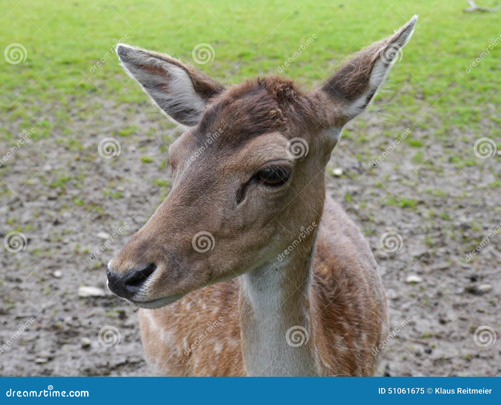 Doe - Fallow deer stock image. Image of horns, ruminate - 51061675