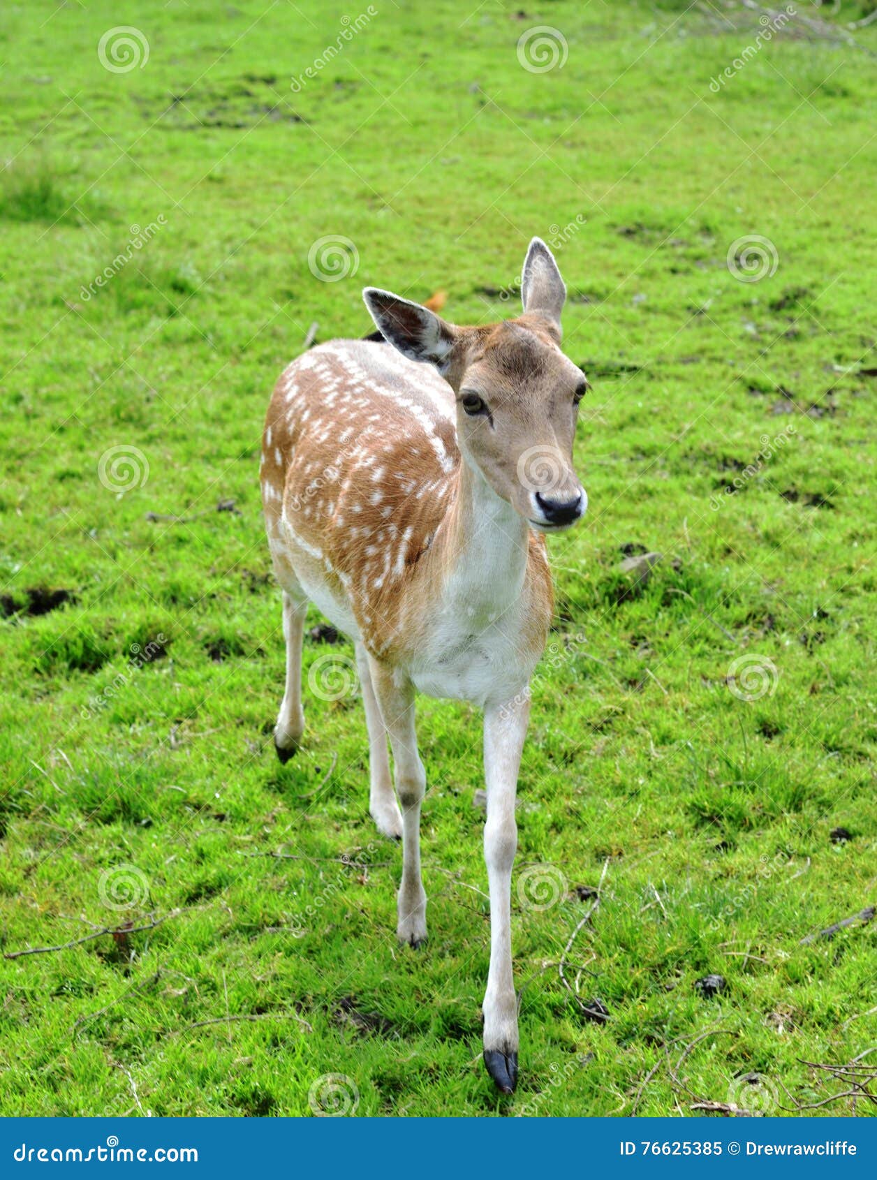 Doe Fallow Deer stock image. Image of fawns, england - 76625385