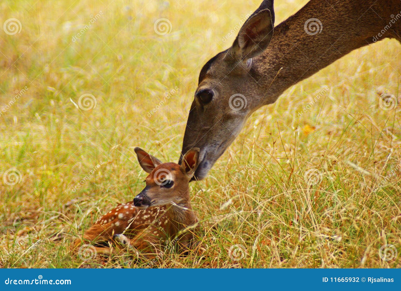 Doe and fawn stock photo. Image of grass, loving, love - 11665932