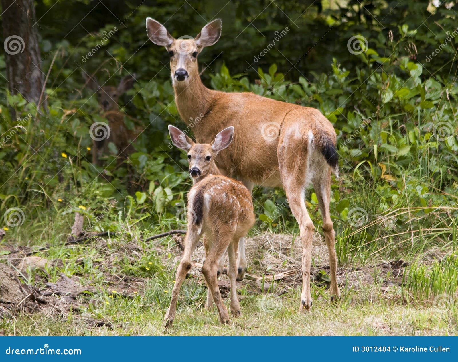 Doe and Fawn stock photo. Image of mammal, serene, fauna - 3012484