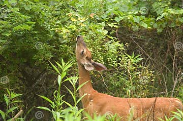 Doe feeding stock image. Image of nature, deer, mammal, branches - 12673