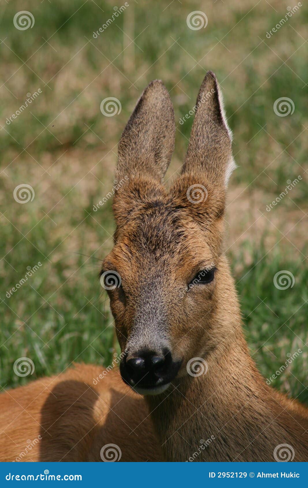 Doe/Female Deer Closeup stock image. Image of mammal, natural - 2952129