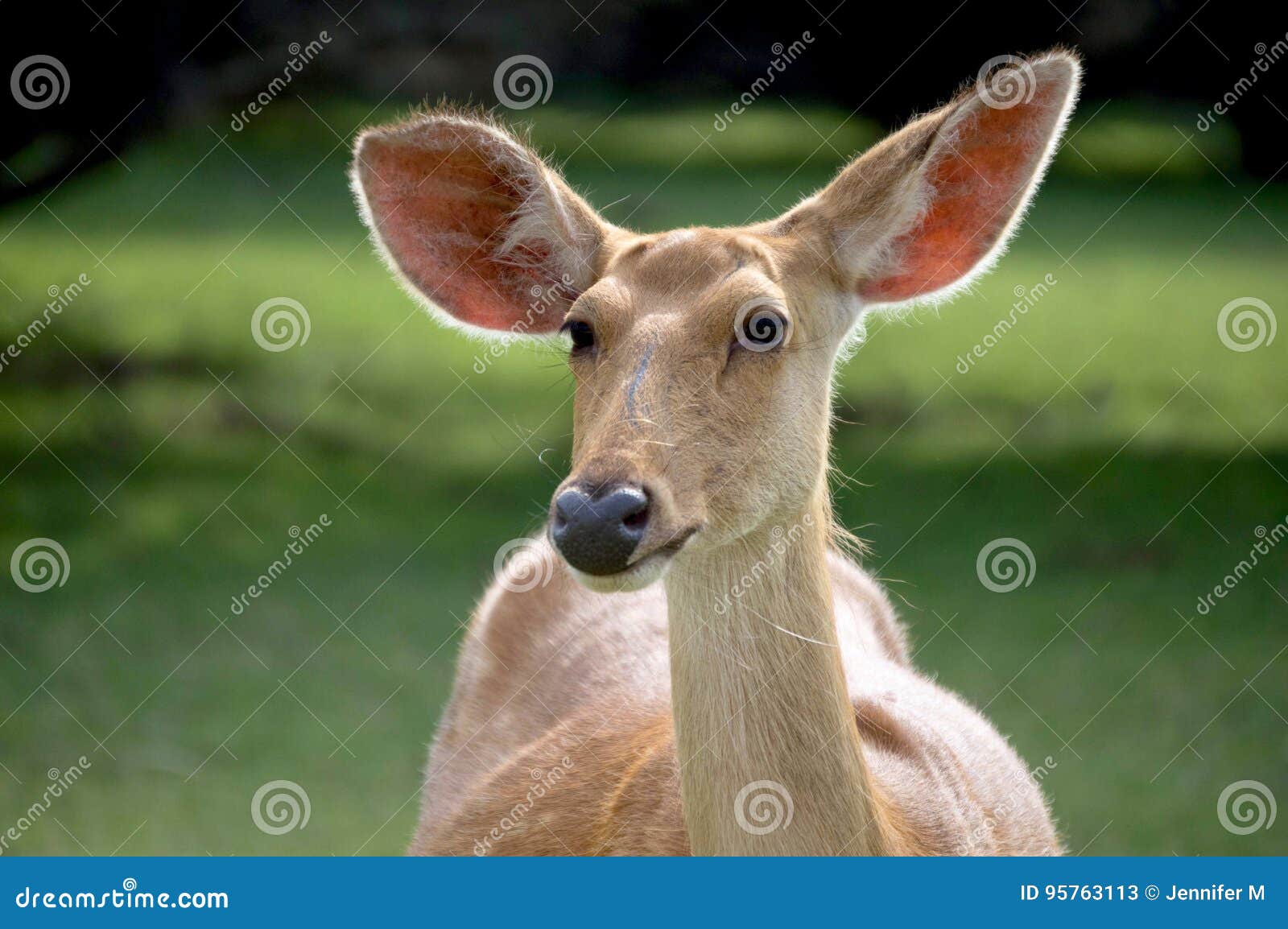 Doe stock image. Image of herbivore, light, sunny, creature - 95763113