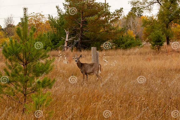 A doe in the field stock image. Image of pine, deer - 340289517