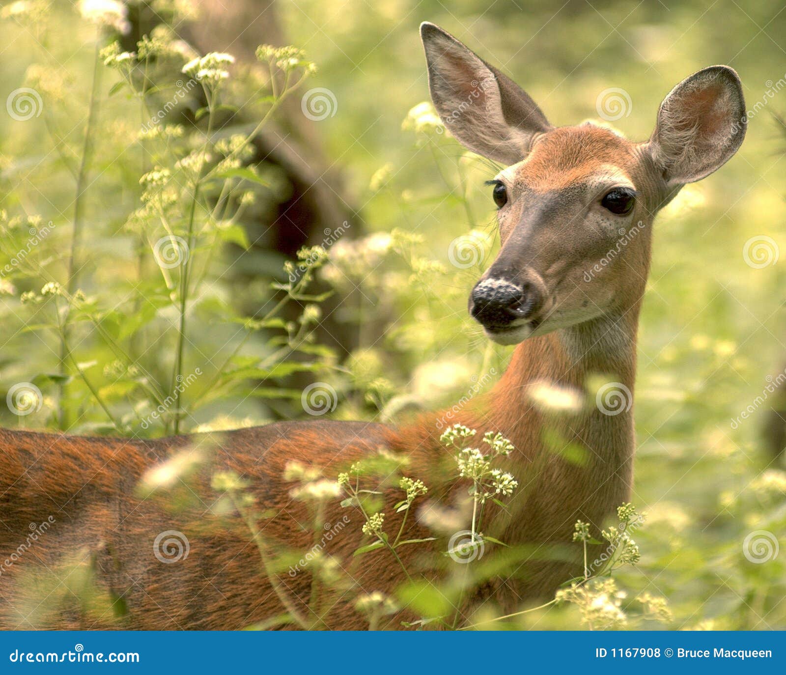 Doe with Flowers stock photo. Image of outdoors, fields - 1167908