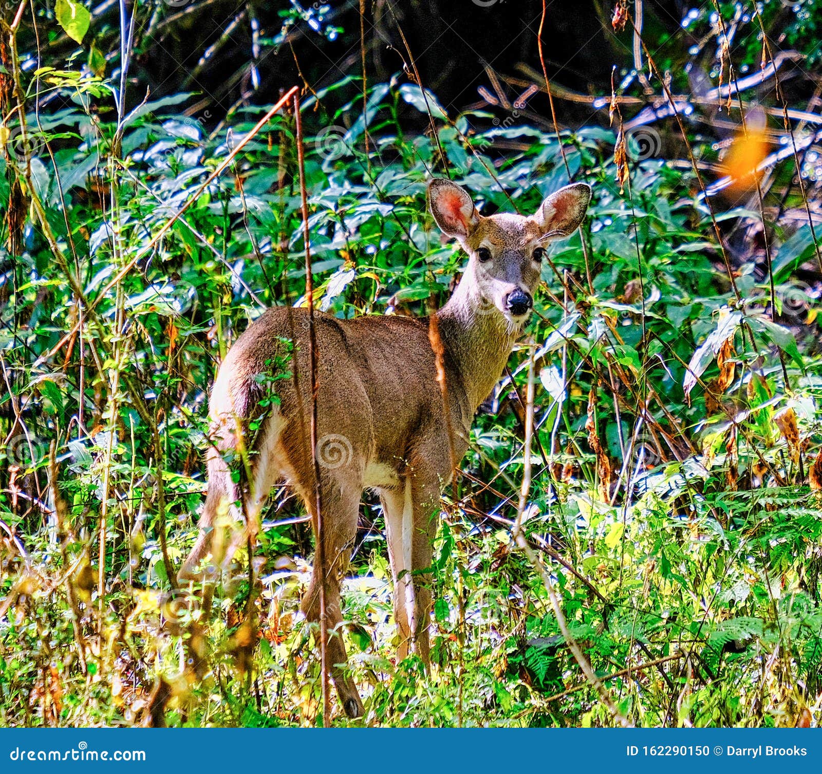 Doe in the Forest stock photo. Image of hunting, fawn - 162290150