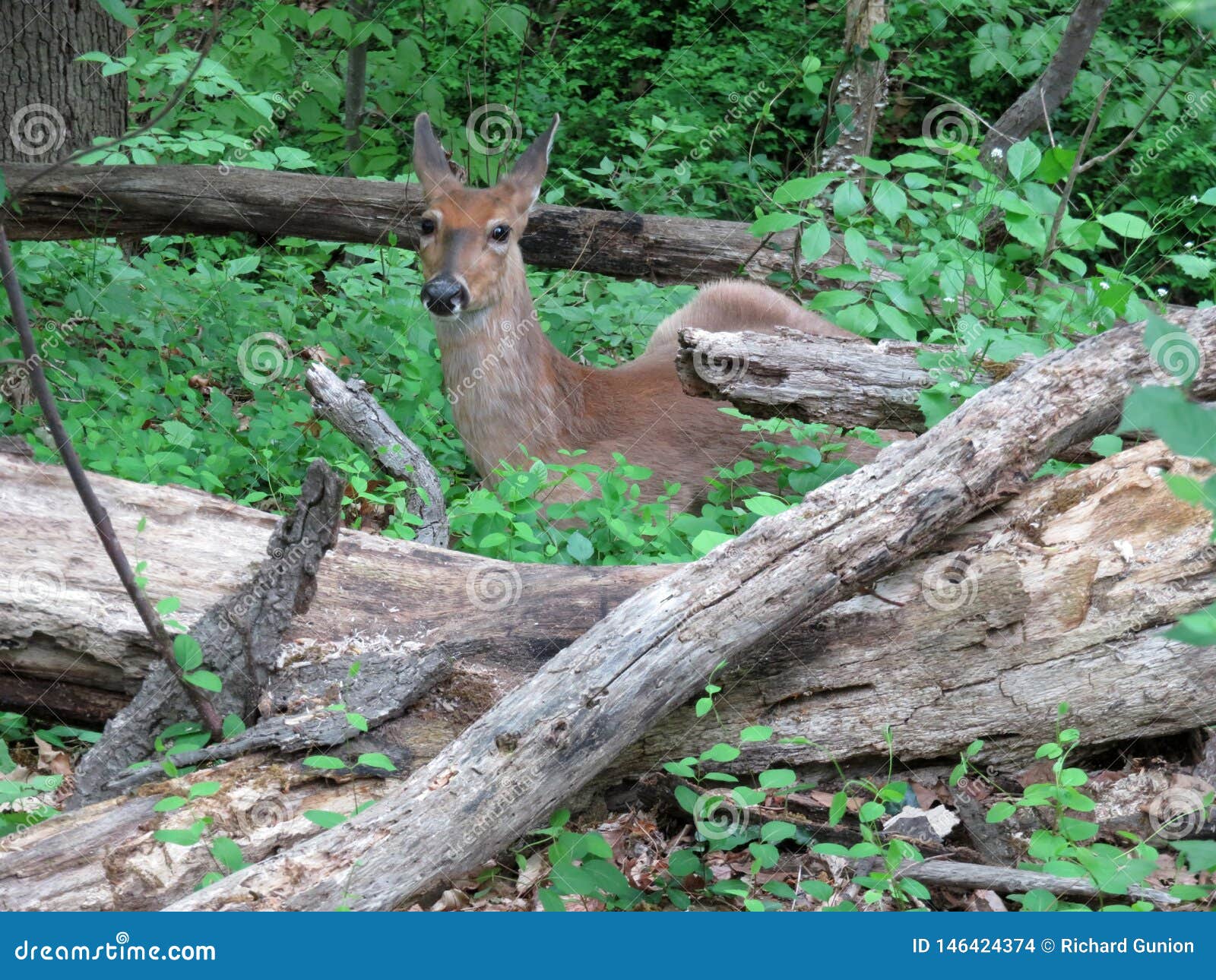 Doe in the Forest stock photo. Image of forest, deer - 146424374