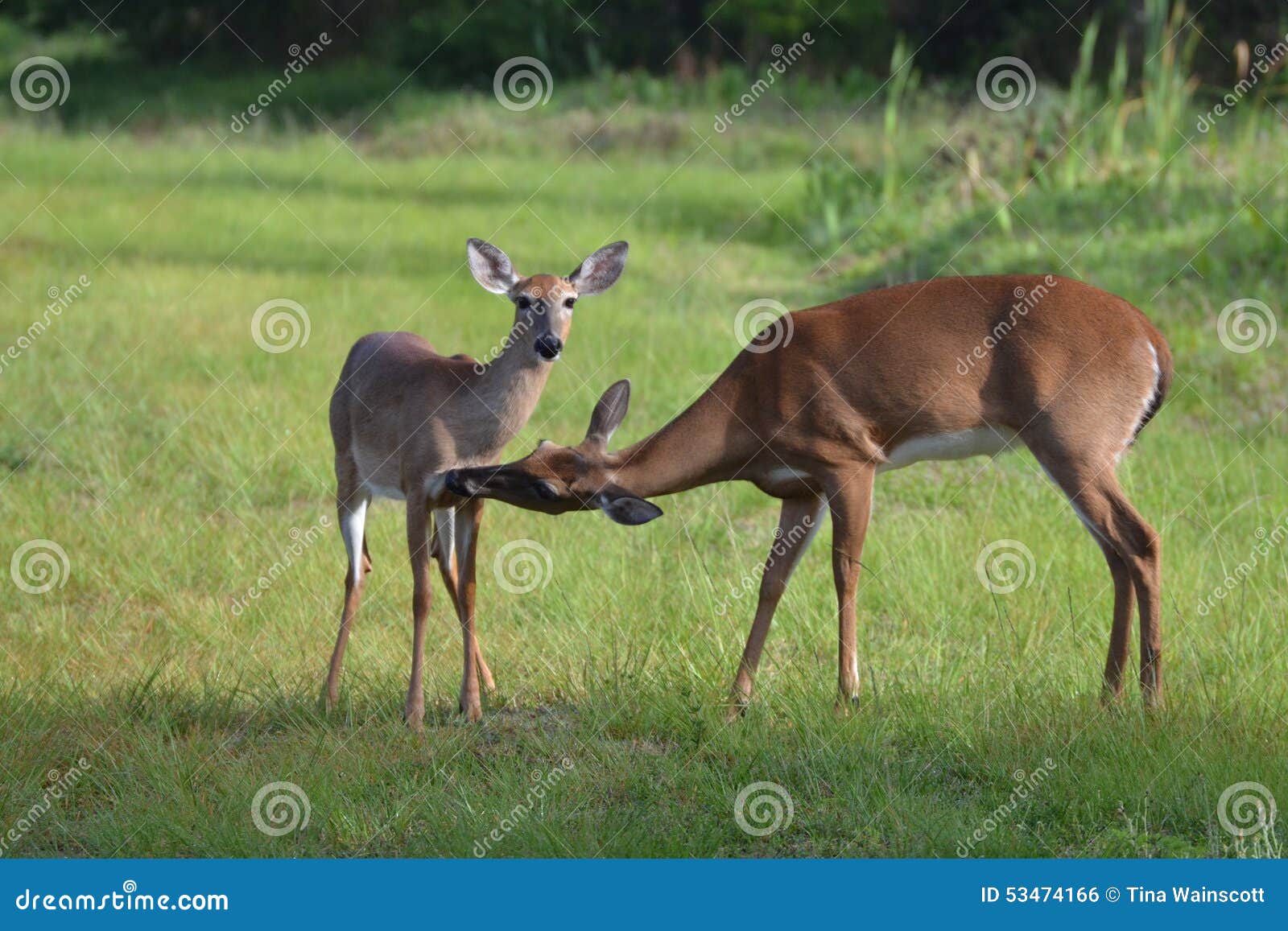 Doe grooming her fawn stock photo. Image of baby, nature - 53474166