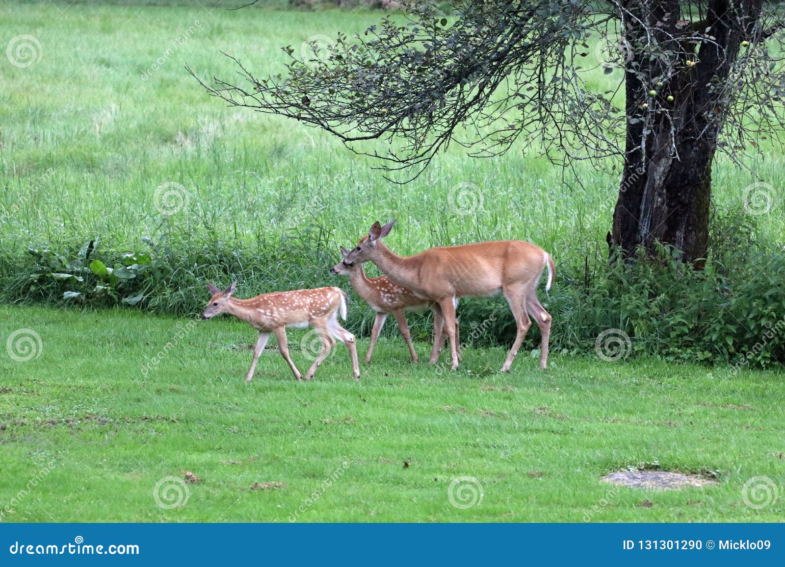 Doe with fawns stock photo. Image of deer, spots, grass - 131301290
