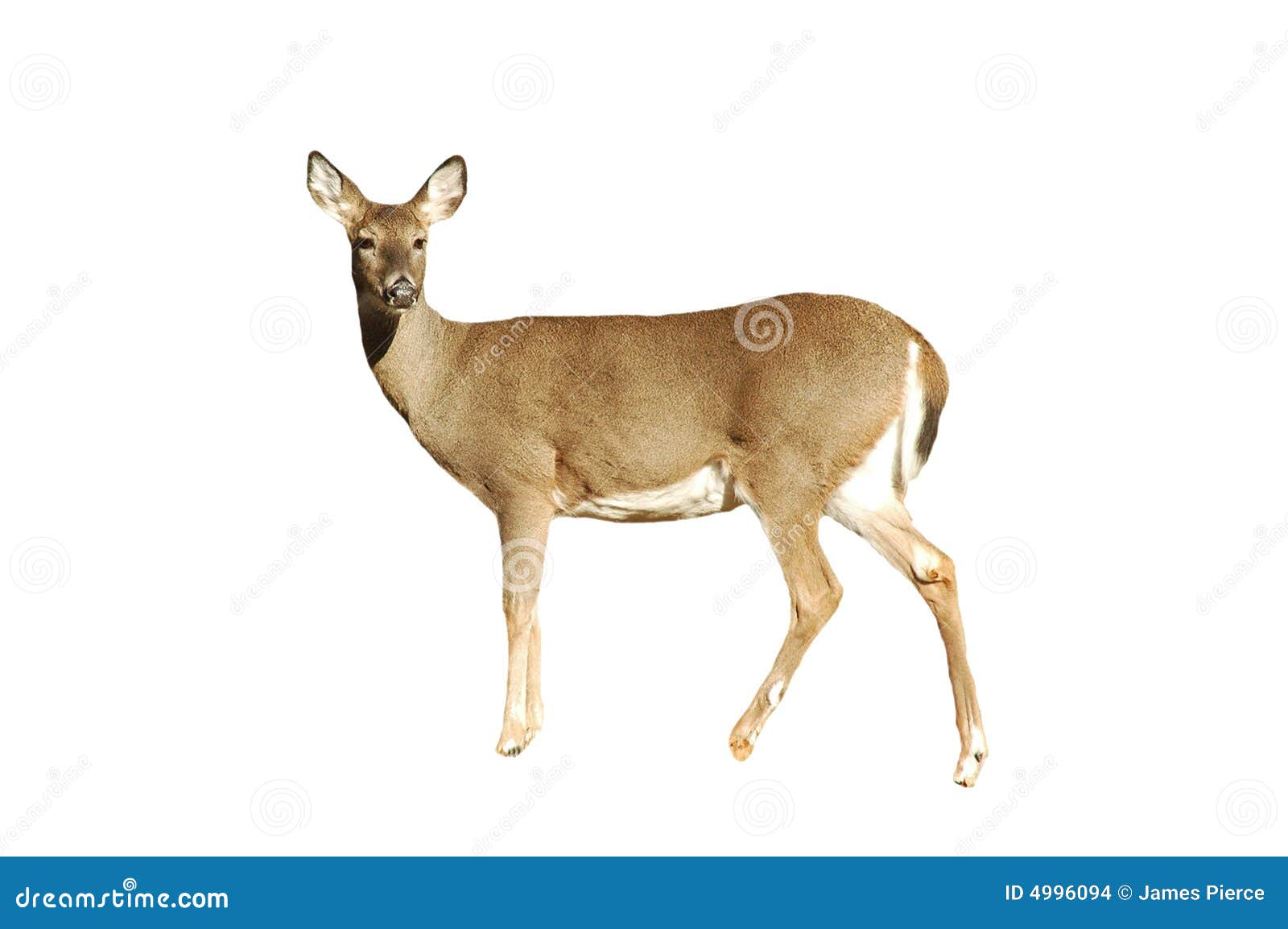 Doe isolated stock photo. Image of brown, hunting, fallow - 4996094