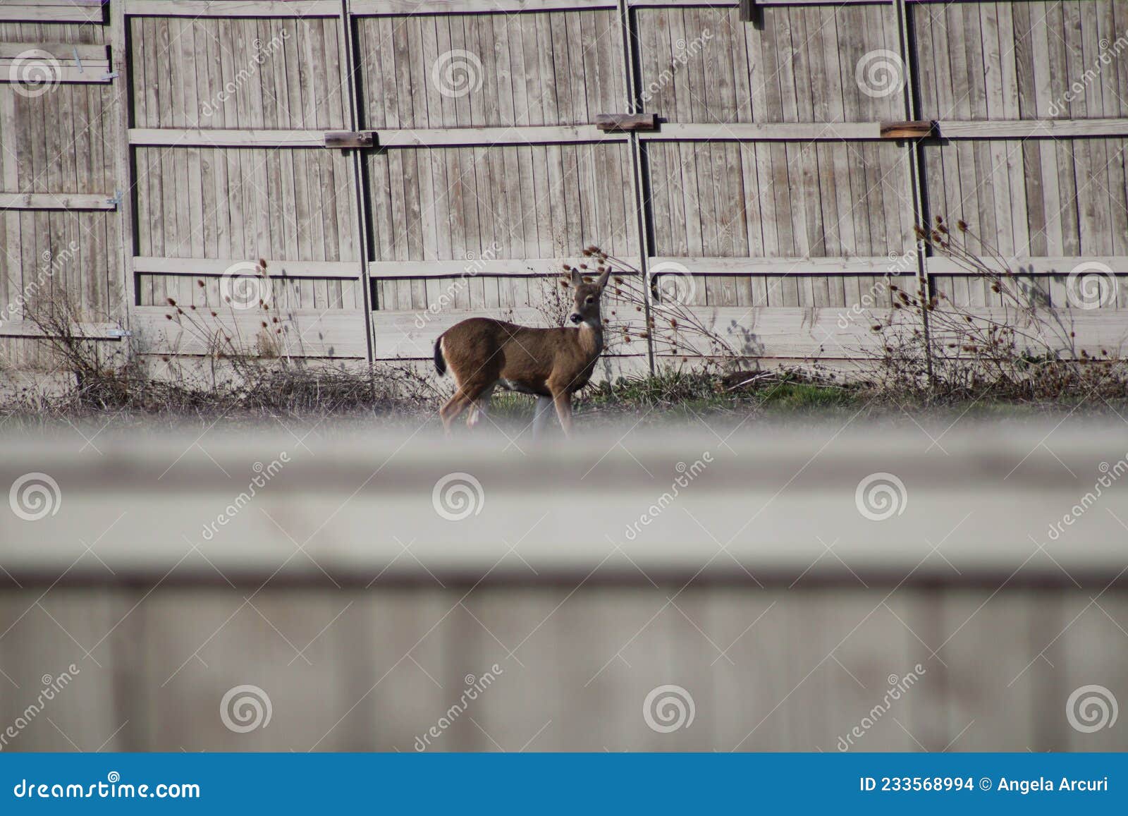 Doe looking to the side stock photo. Image of fences - 233568994