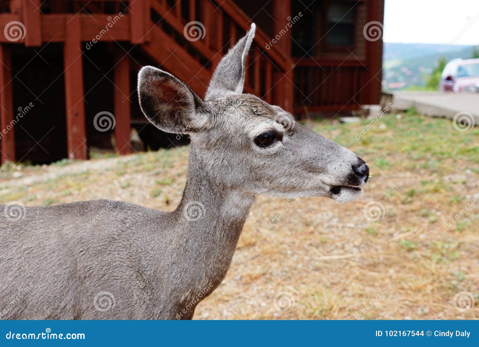 A doe mule deer stock photo. Image of hiking, deer, mammals - 102167544