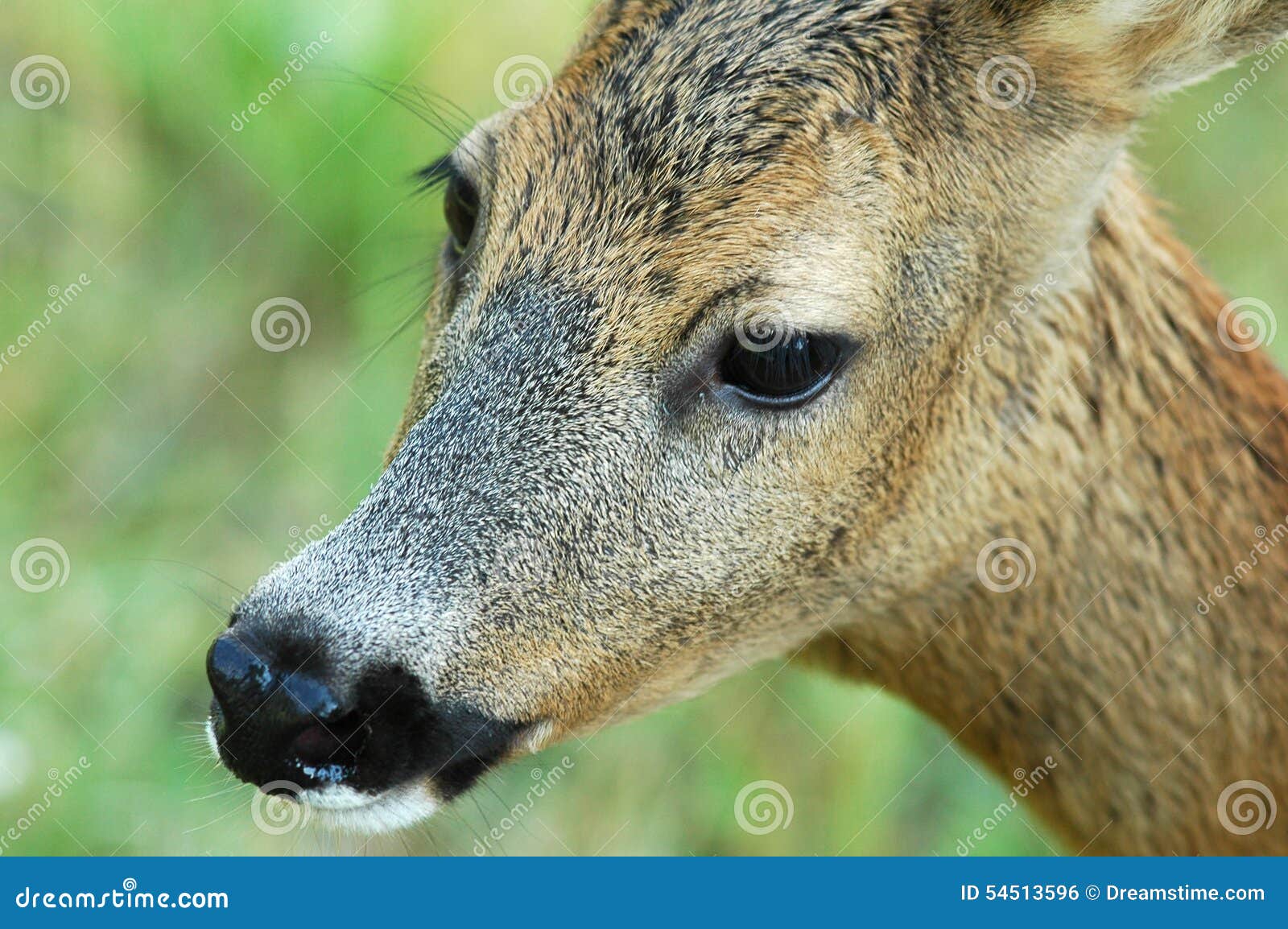 Doe in nature stock photo. Image of animal, europe, outdoor - 54513596
