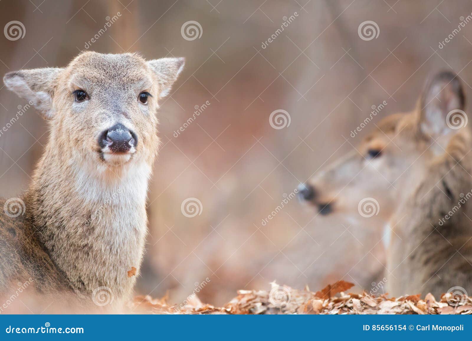 Doe Pair Resting stock photo. Image of nature, buck, mammal - 85656154