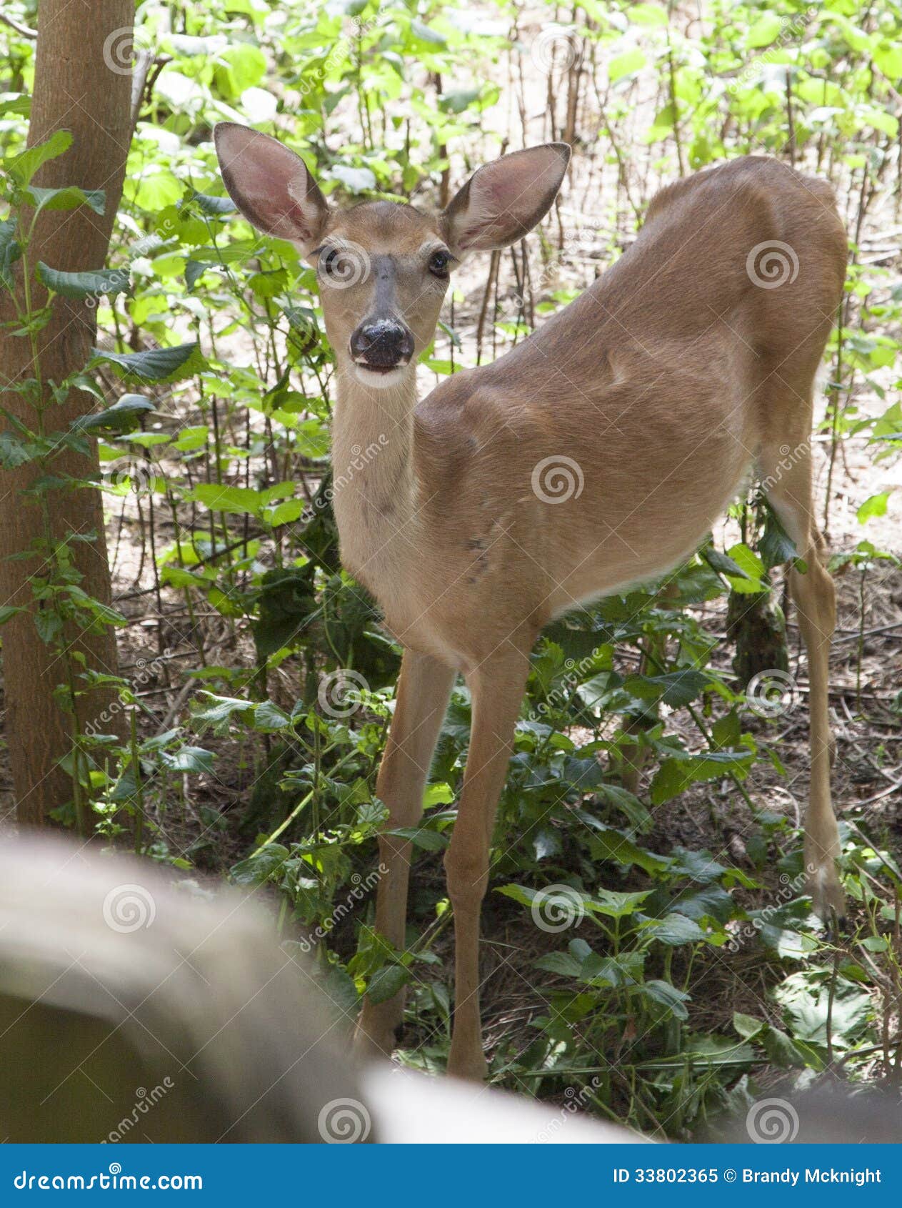 Doe stock image. Image of blooded, vertebrate, wildlife - 33802365