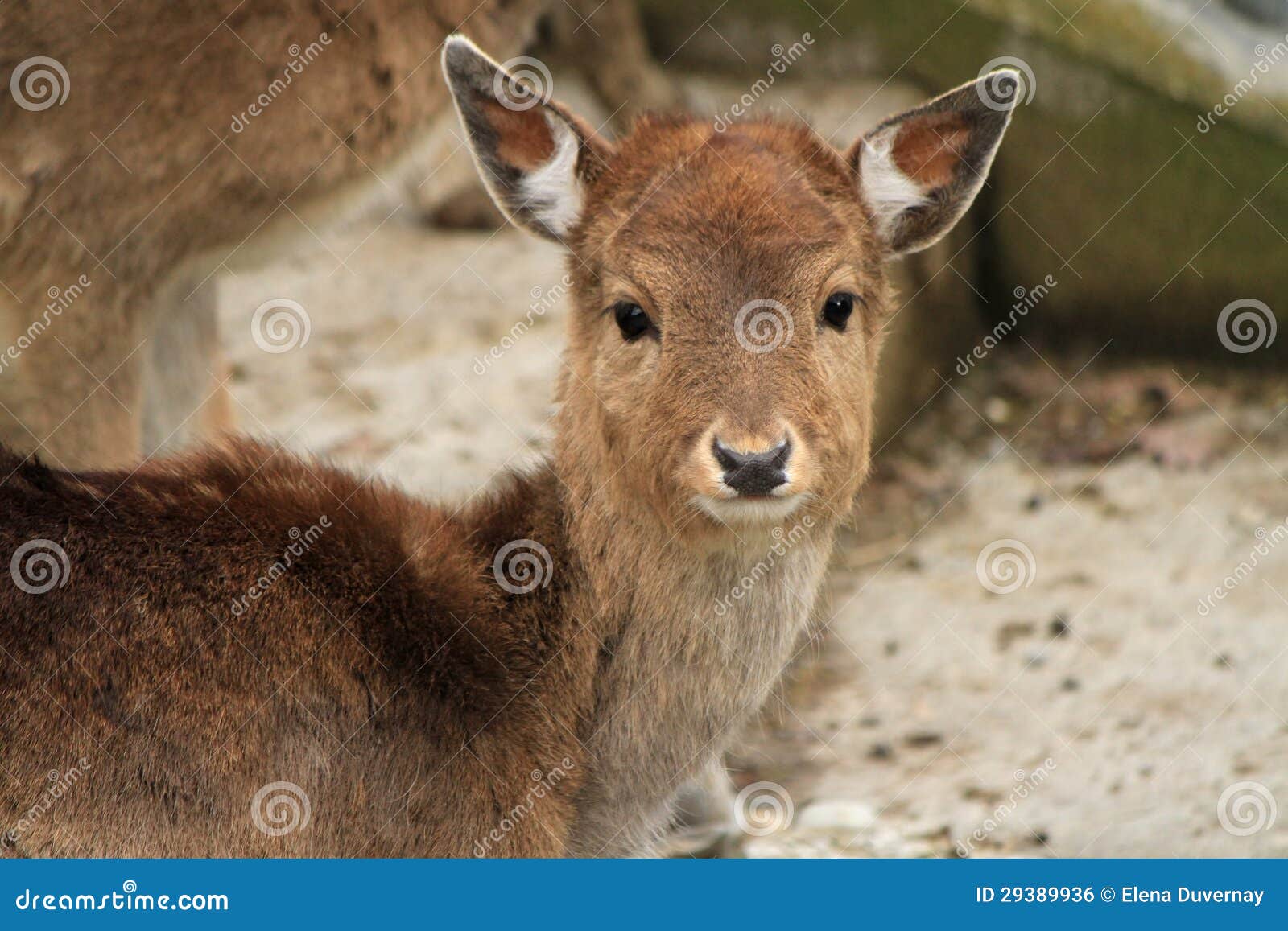 Doe portrait stock photo. Image of wildlife, meadow, tail - 29389936