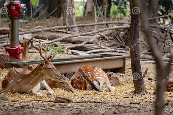 A Doe is Resting in the Park Stock Image - Image of people, forest ...