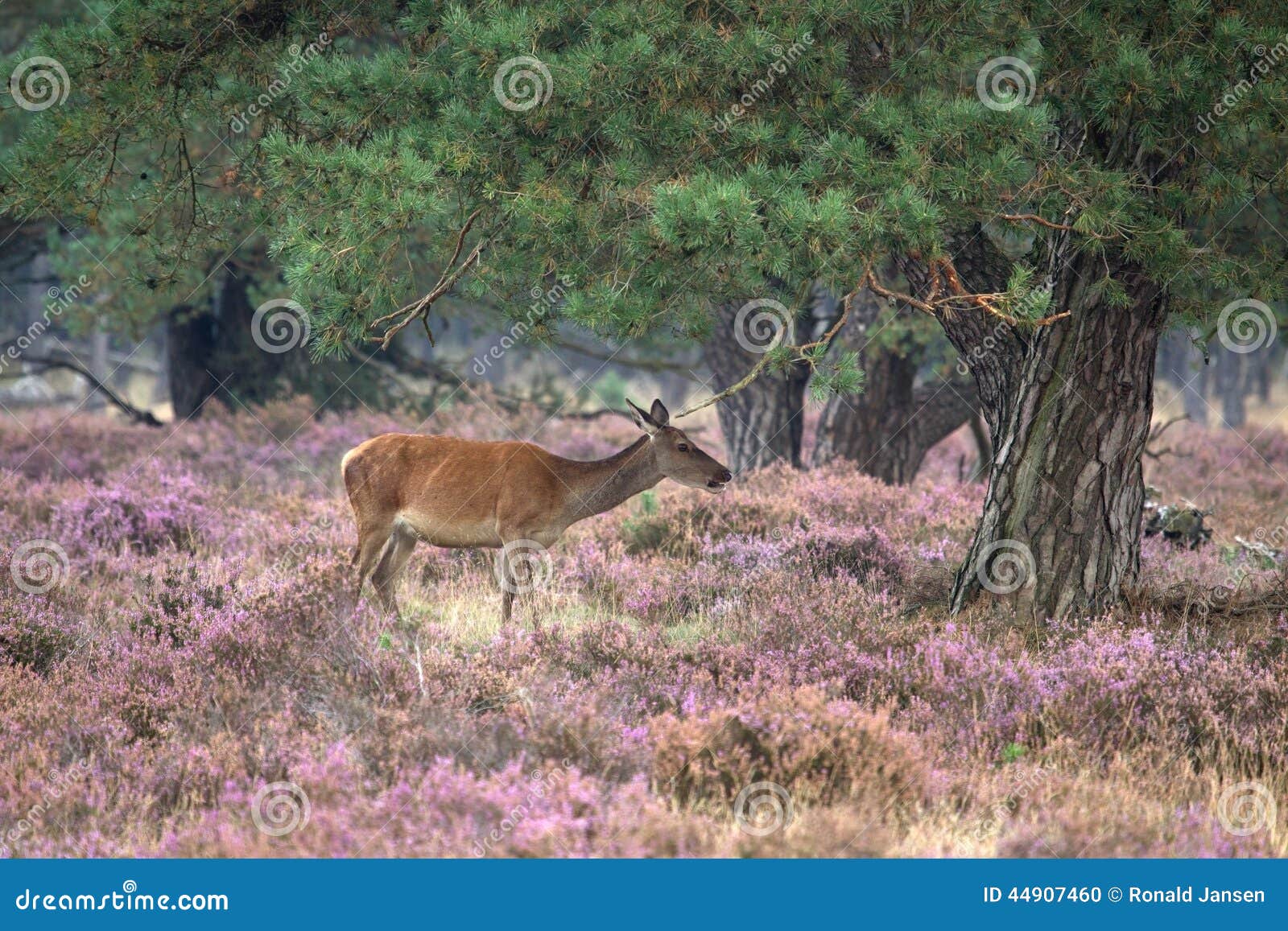 Doe during the Rutting Season in the Veluwe Stock Photo - Image of ...
