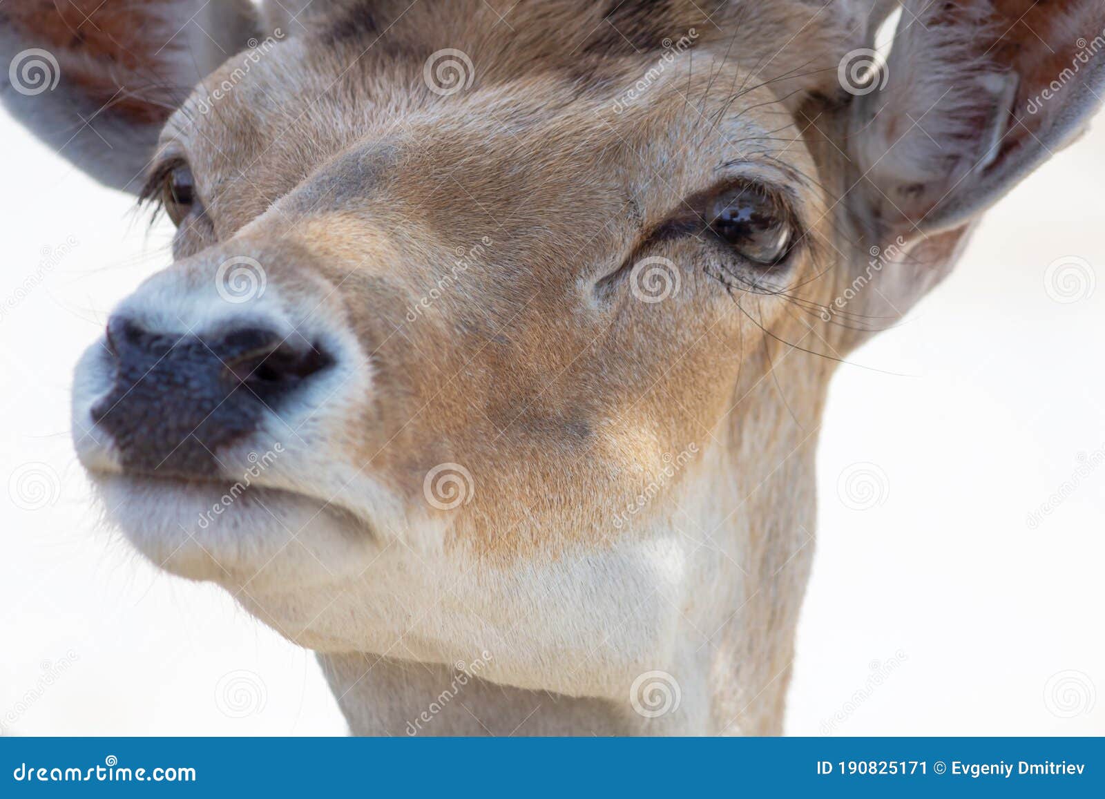 Doe`s head close-up stock image. Image of head, face - 190825171
