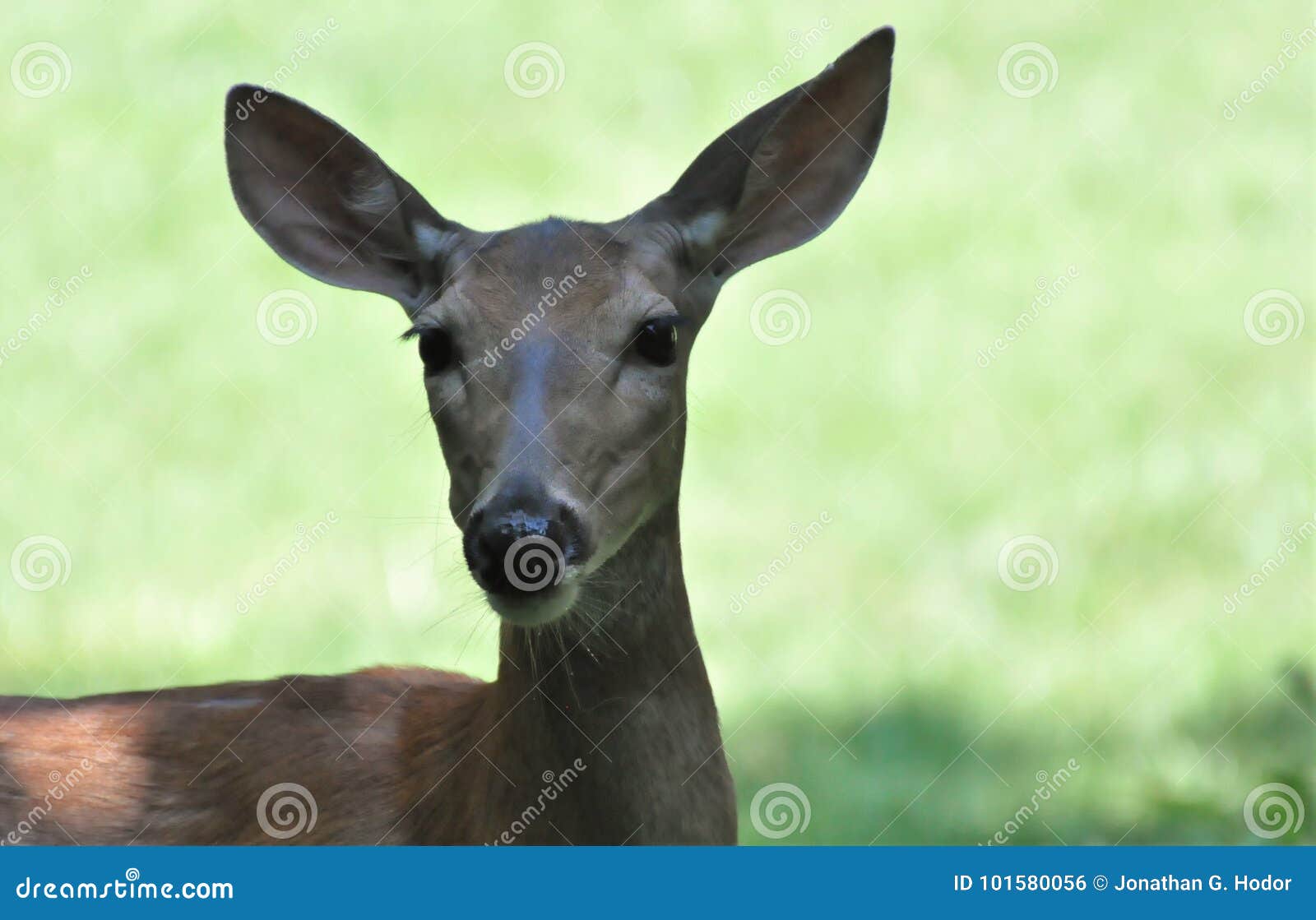 Doe in Shadow stock photo. Image of nature, ears, eyes - 101580056