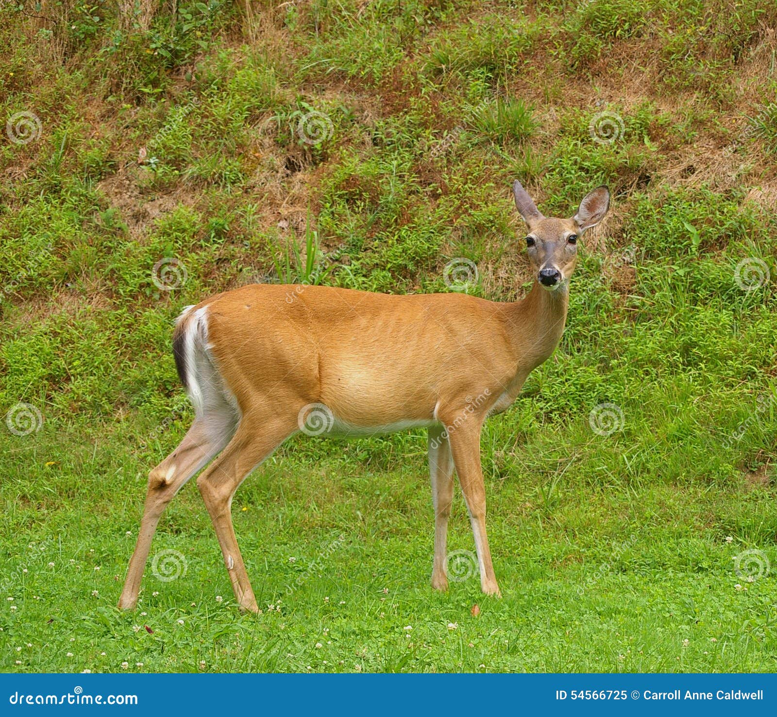 Doe by the side of road stock image. Image of eyes, green - 54566725