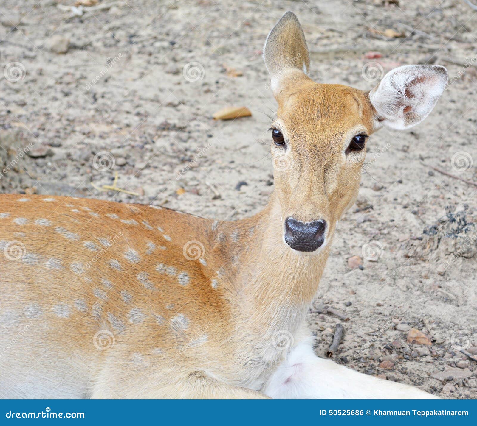 Doe sitting stock photo. Image of animal, white, portrait - 50525686