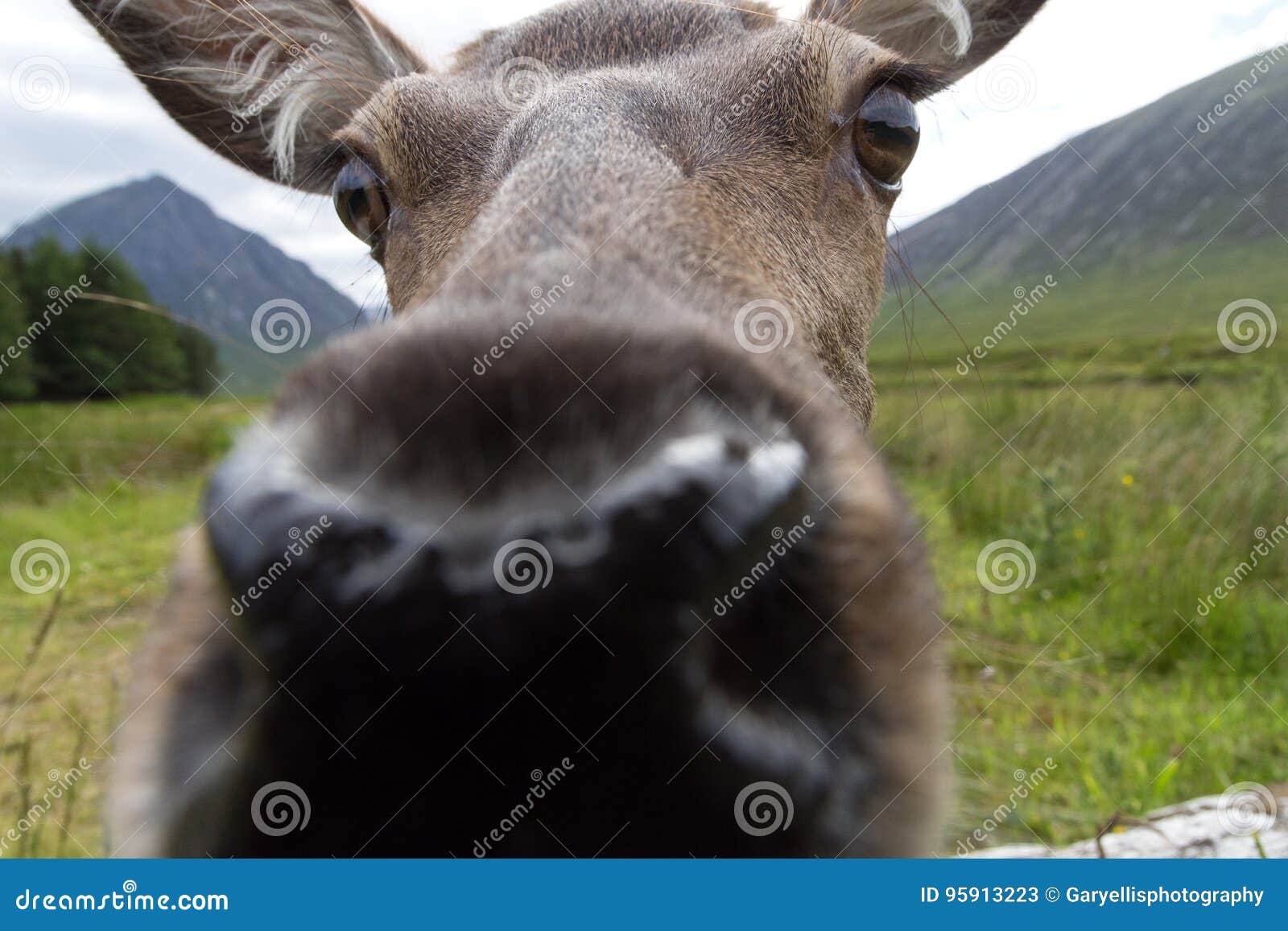 Doe sniffing camera stock image. Image of snuff, fauna - 95913223