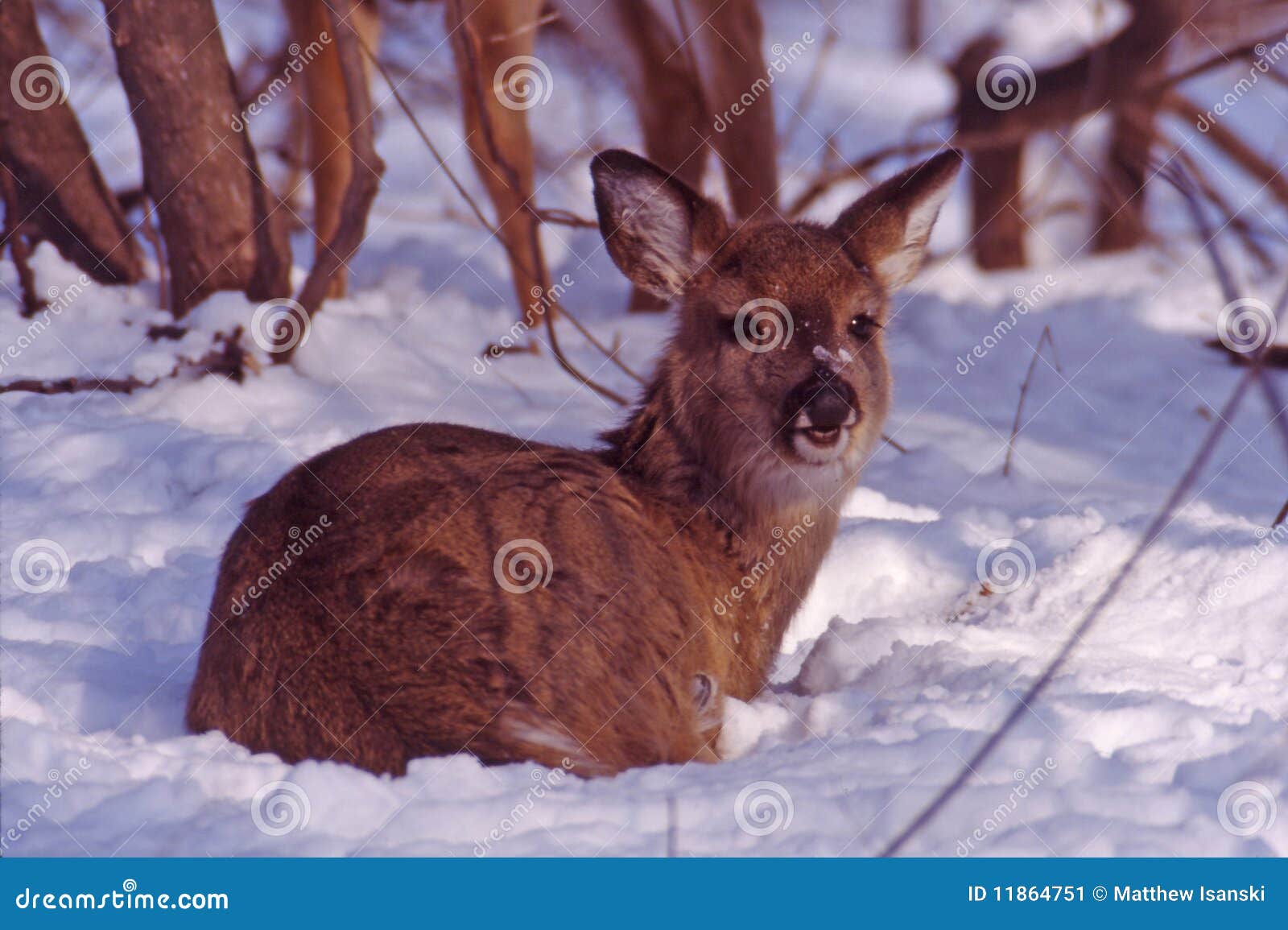 Doe in the snow stock image. Image of alert, animal, wildlife - 11864751