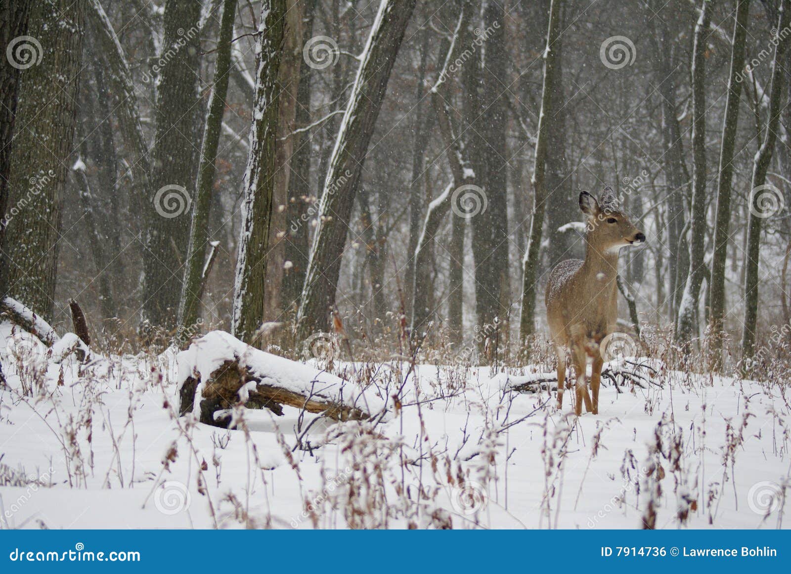 Doe in snow 2 stock photo. Image of female, whitetail - 7914736