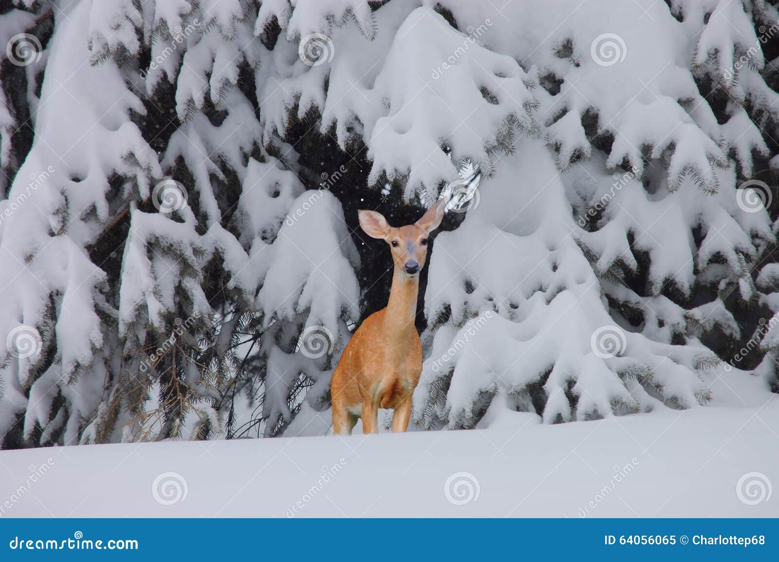 Doe in the snow stock image. Image of female, country - 64056065