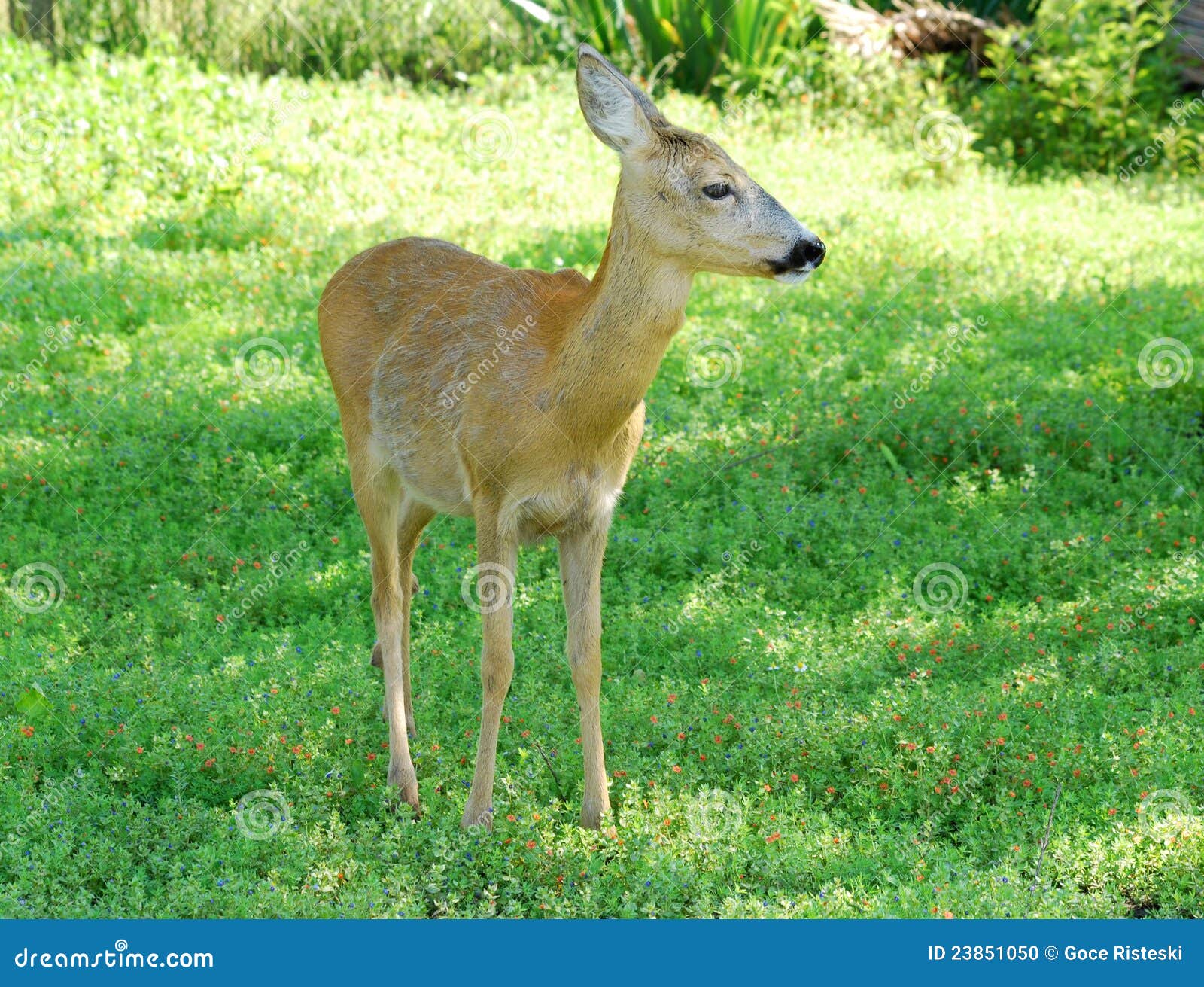 Doe standing in forest stock photo. Image of animal, nature - 23851050