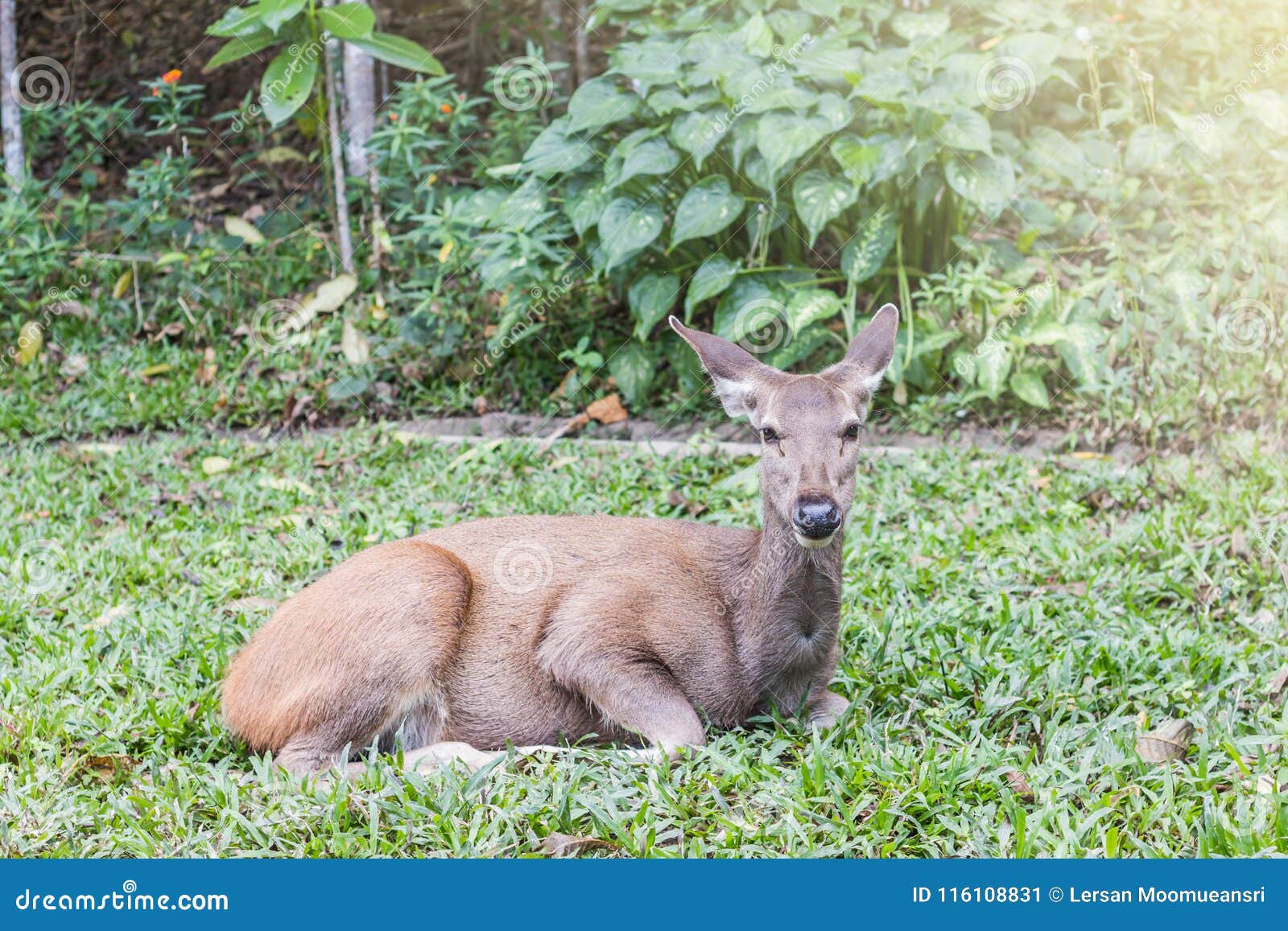 The Doe Standing on Green Grass in Forest with Sunlight Stock Image ...