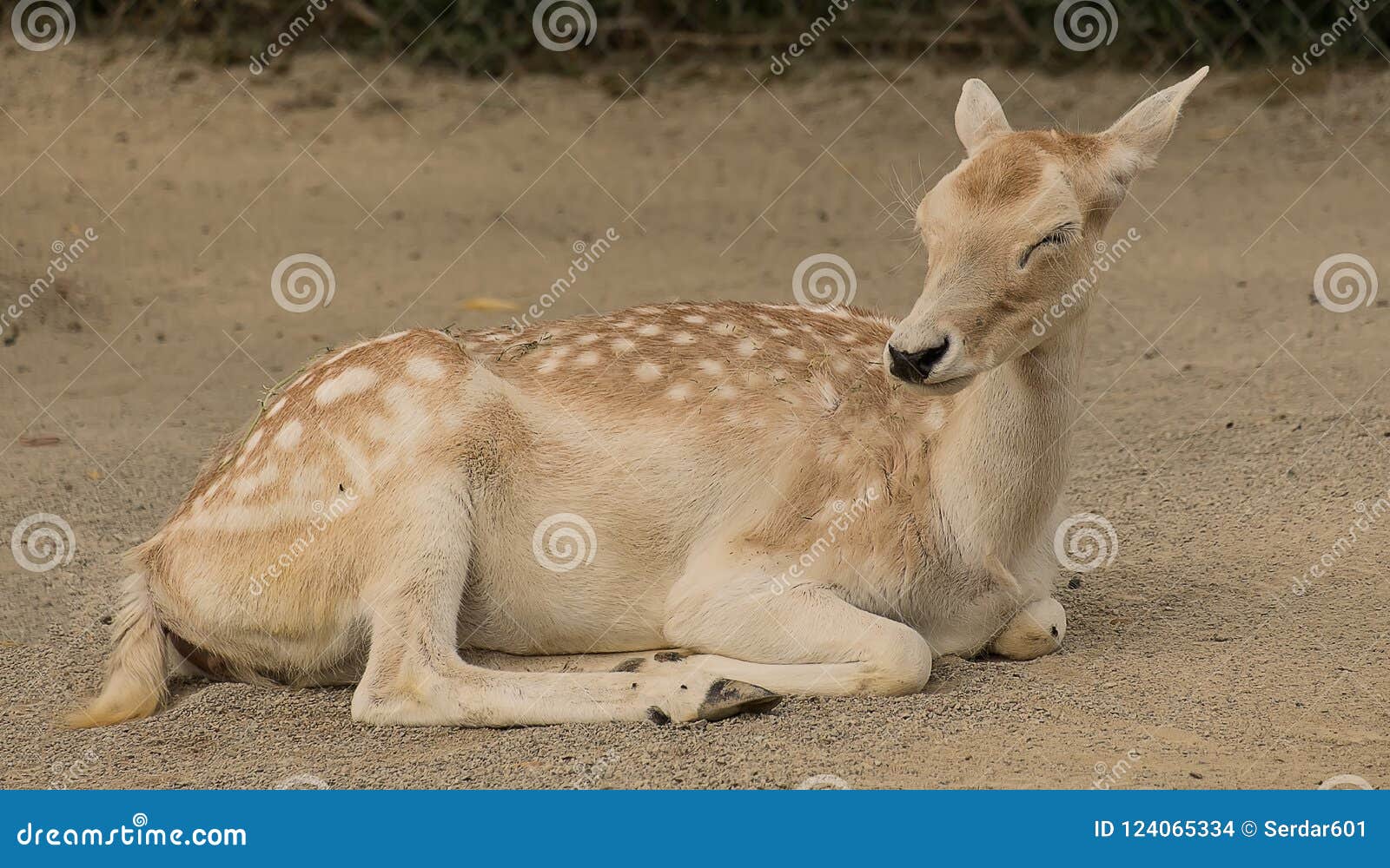 A doe stock photo. Image of bambi, nature, deer, life - 124065334