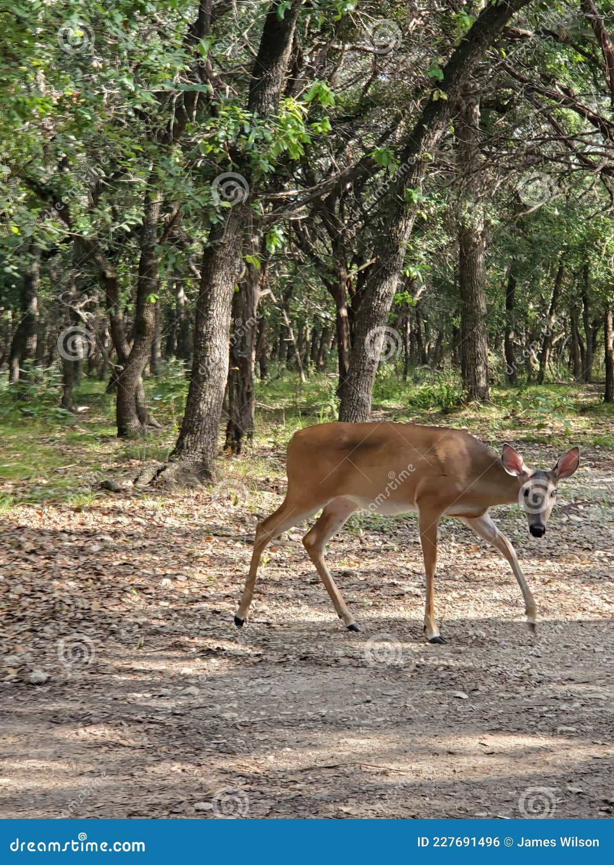 A Doe Walking through the Woods. Stock Photo - Image of flower ...
