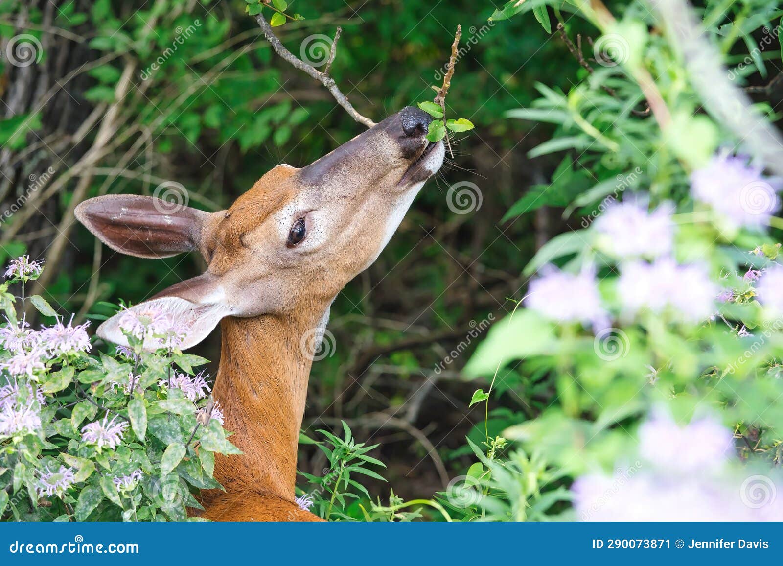A Doe White-Tailed Deer Eats Bee Balm and Leaves for Breakfast Stock ...
