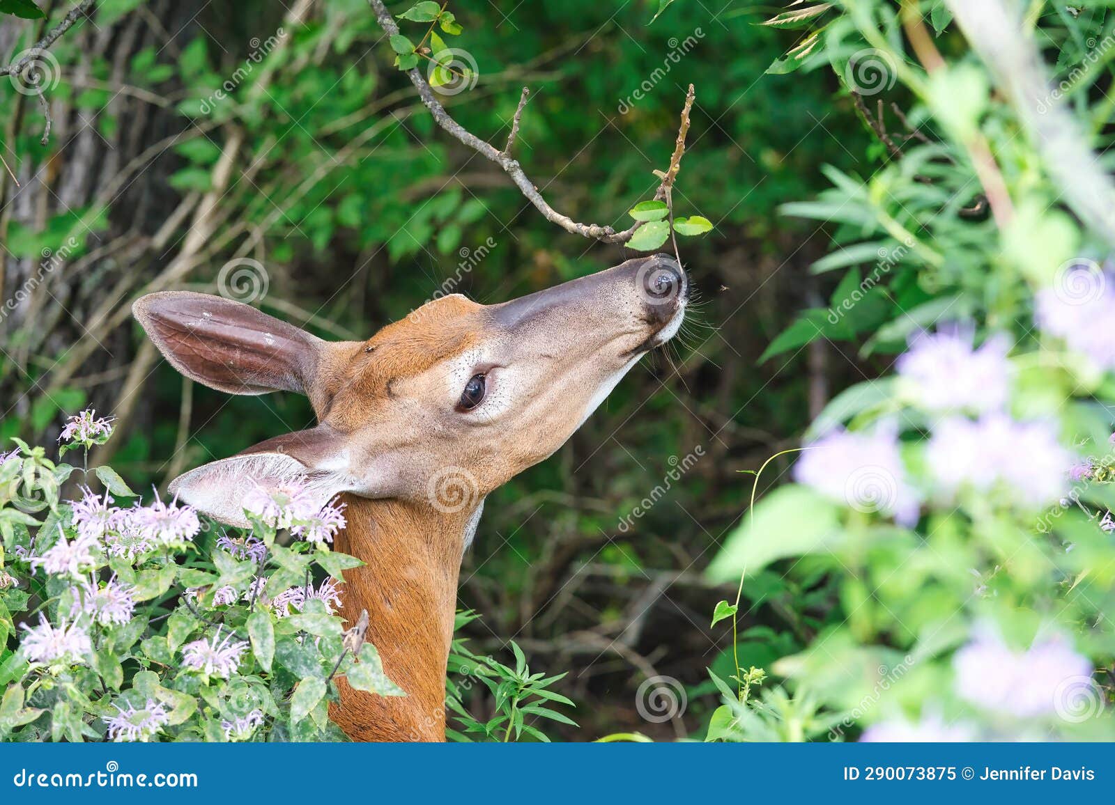 A Doe White-Tailed Deer Eats Bee Balm and Leaves for Breakfast Stock ...