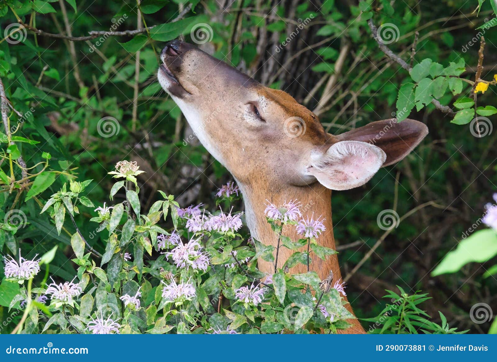 A Doe White-Tailed Deer Eats Bee Balm and Leaves for Breakfast Stock ...