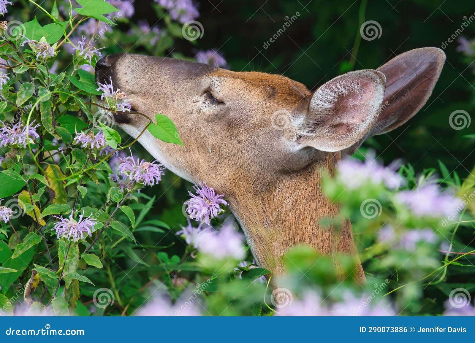 A Doe White-Tailed Deer Eats Bee Balm and Leaves for Breakfast Stock ...